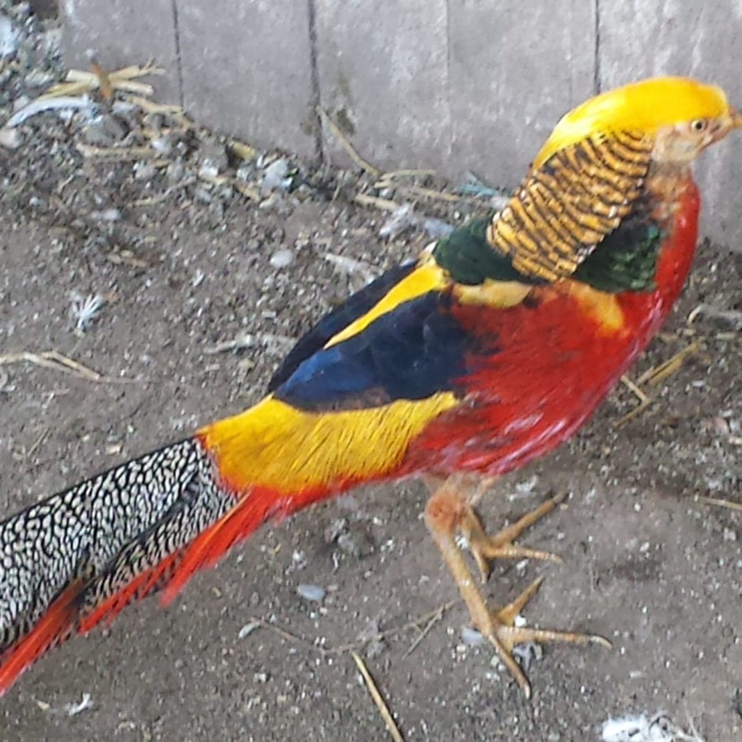 De la promisiunea pentru bunica, la păsări exotice | Ziarul Agricol