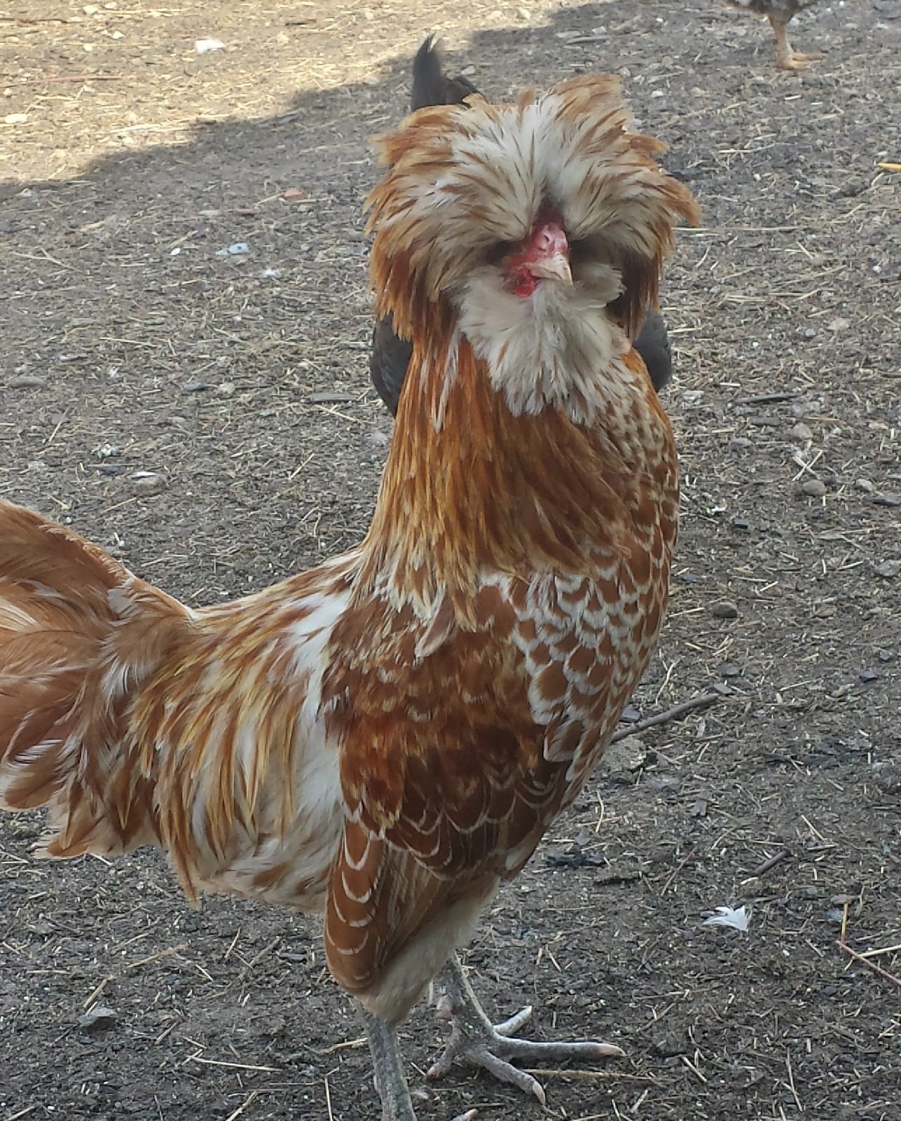 De la promisiunea pentru bunica, la păsări exotice | Ziarul Agricol