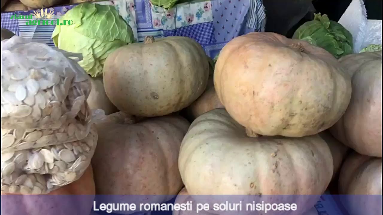 Legume romanesti pe soluri nisipoase | Ziarul Agricol