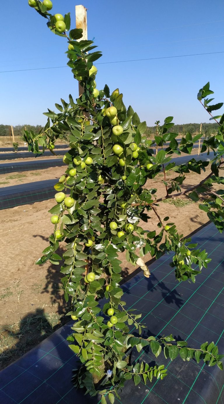 Curmalul chinezesc crește pe nisipuri la Dăbuleni | Ziarul Agricol