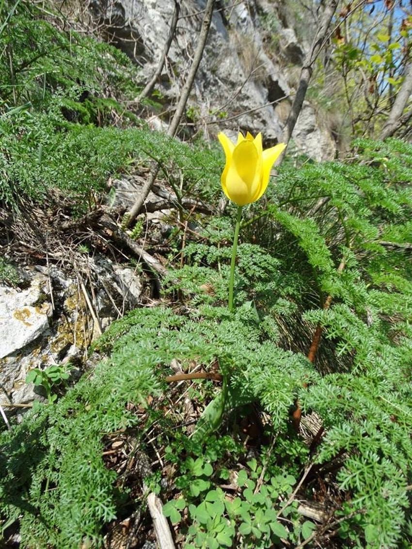 A înflorit Laleaua Galbenă de Cazane, numită și Laleaua Bănățeană ...