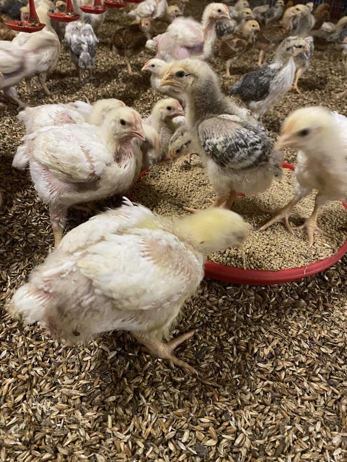 Avicola Bradesti - Ferma de pasari cu traditie si experienta vinde pui ...