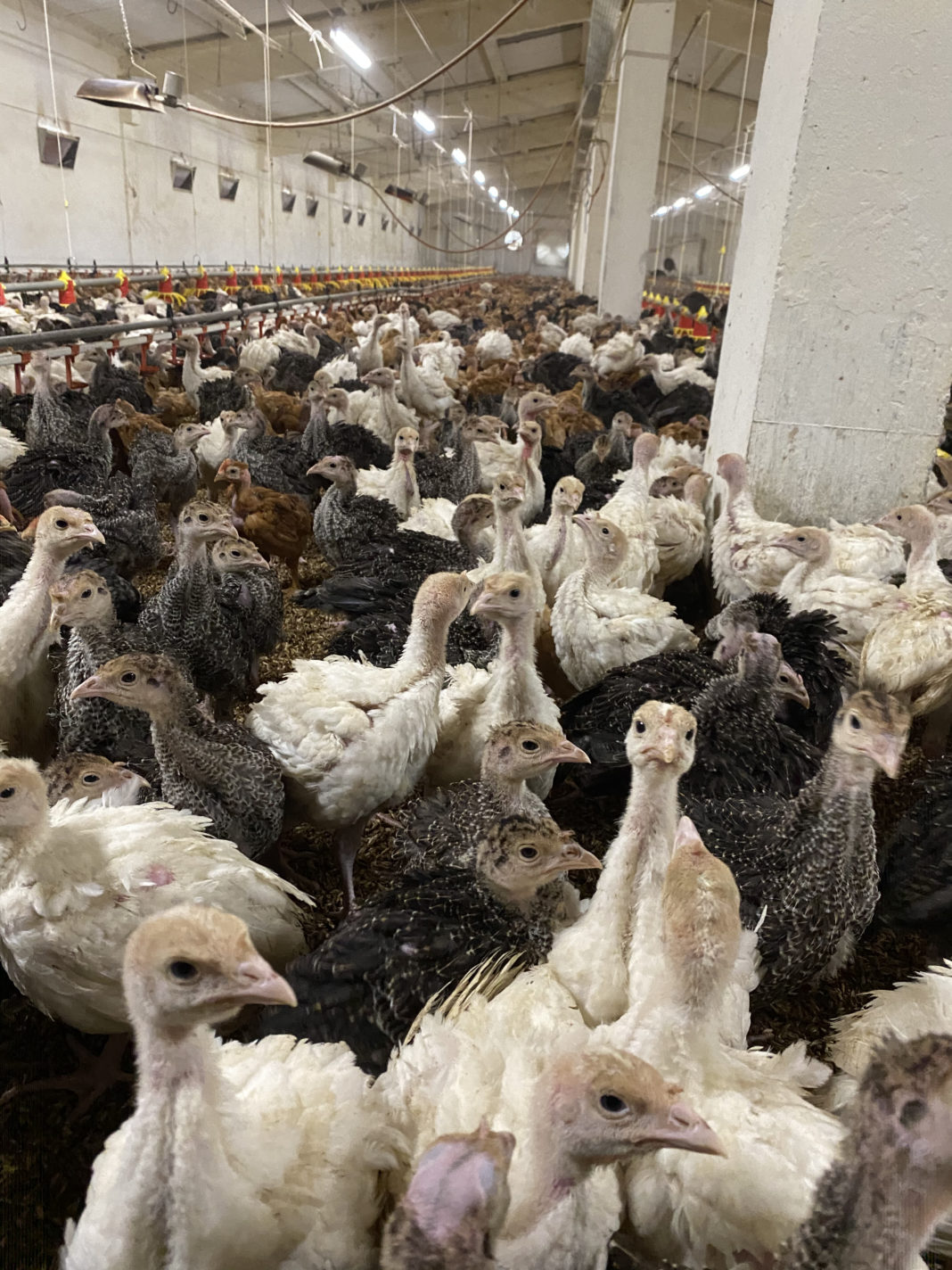 Avicola Bradesti - Ferma de pasari cu traditie si experienta vinde pui ...